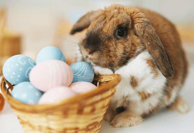 Do Rabbits Lay Eggs? Debunking The Easter Bunny Myth – AnimKy