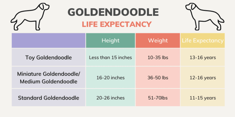 Goldendoodle Life Expectancy and 7 Tips To Improve It – AnimKy